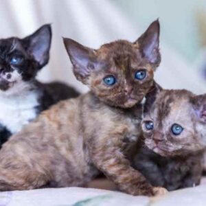 Devon Rex – REXOTIC KITTENS