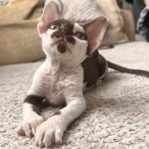 Devon Rex – REXOTIC KITTENS